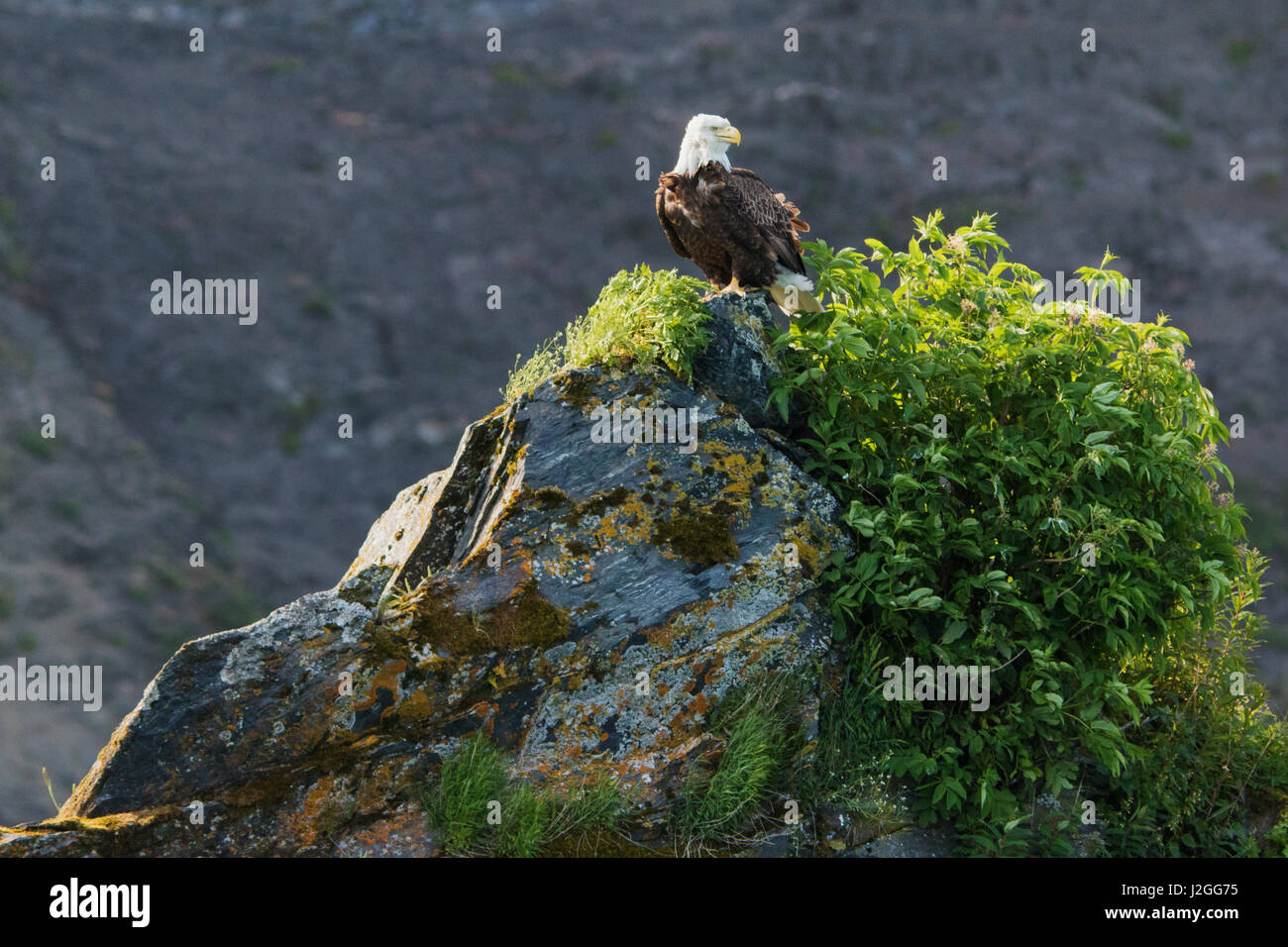 Bald Eagle, Alaska Stock Photo - Alamy