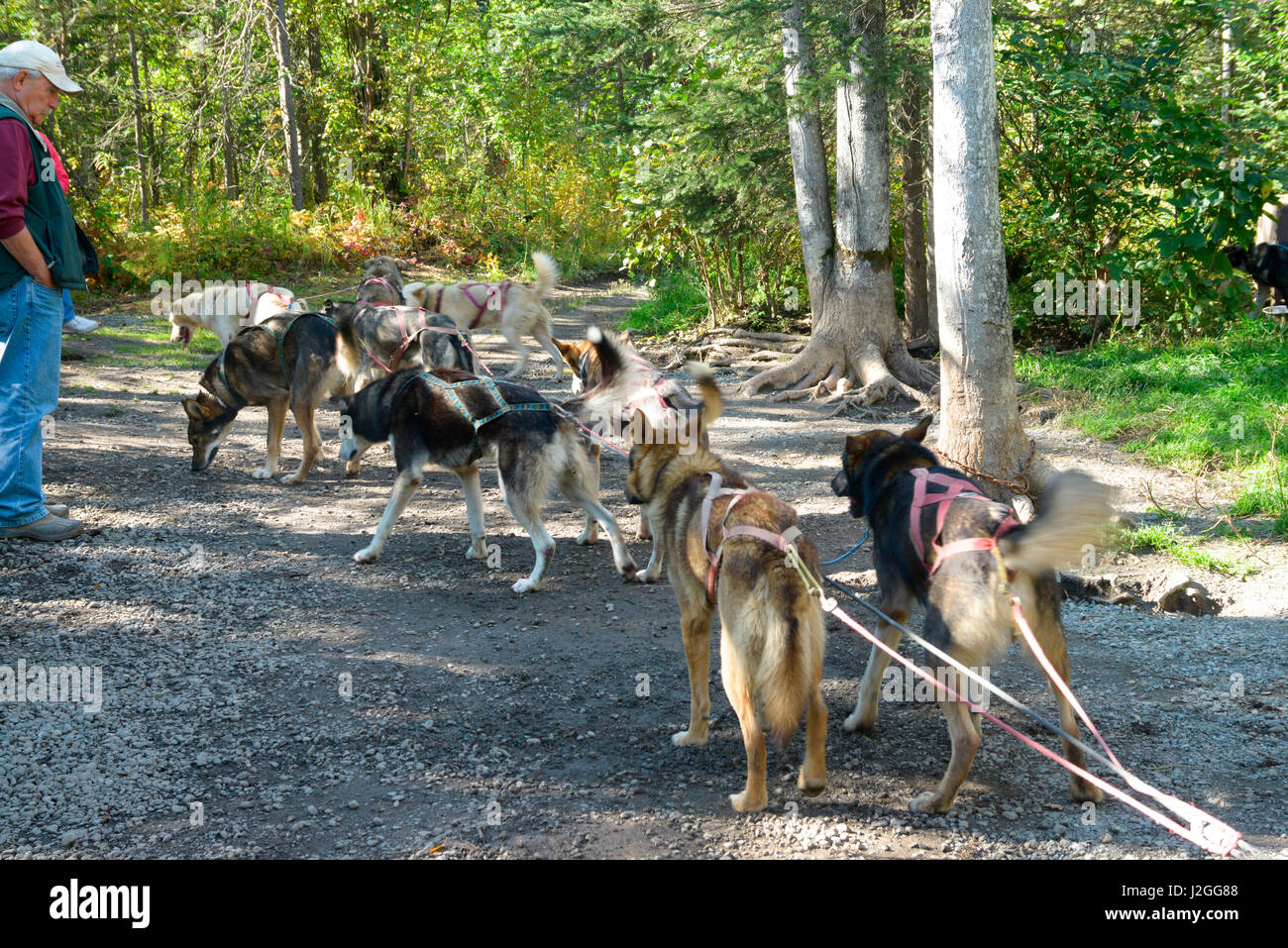 Dog sled team harnessed for practice, Wasilla, Alaska (Large format ...