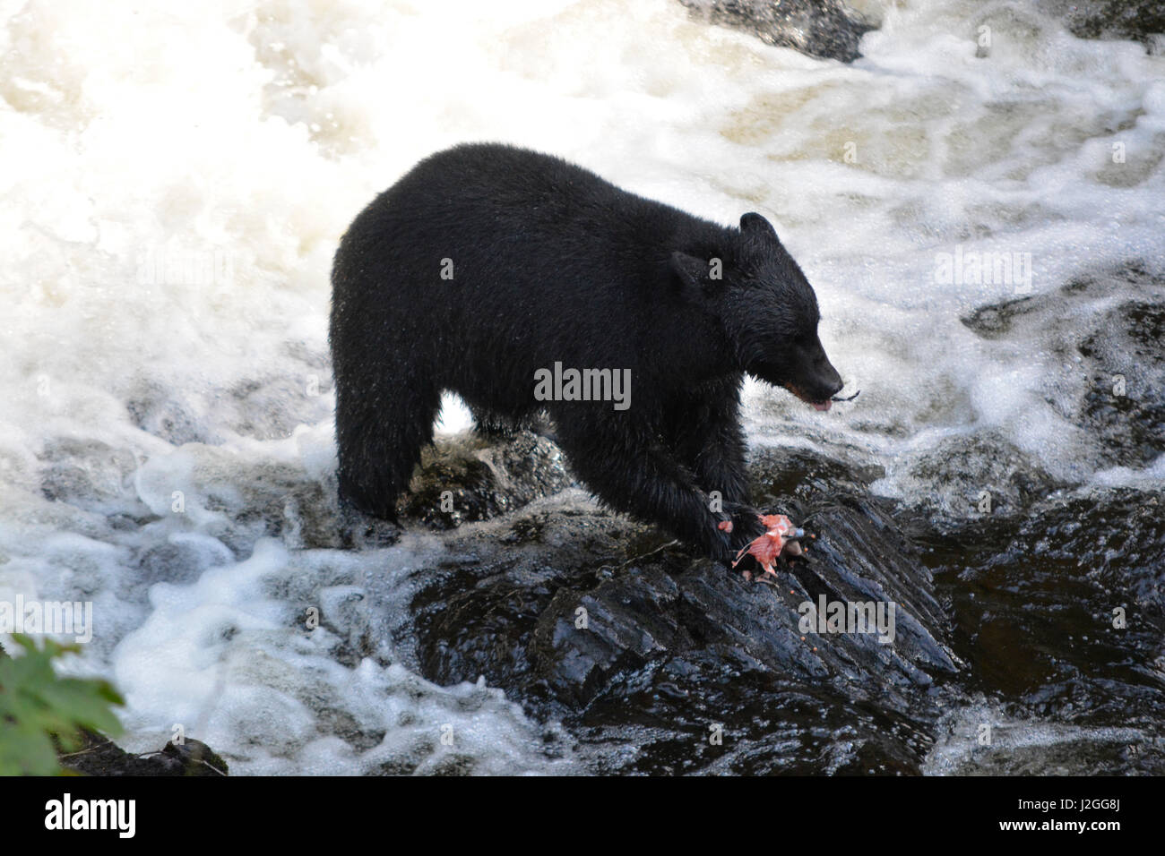 Salmon ladder alaska hi-res stock photography and images - Alamy