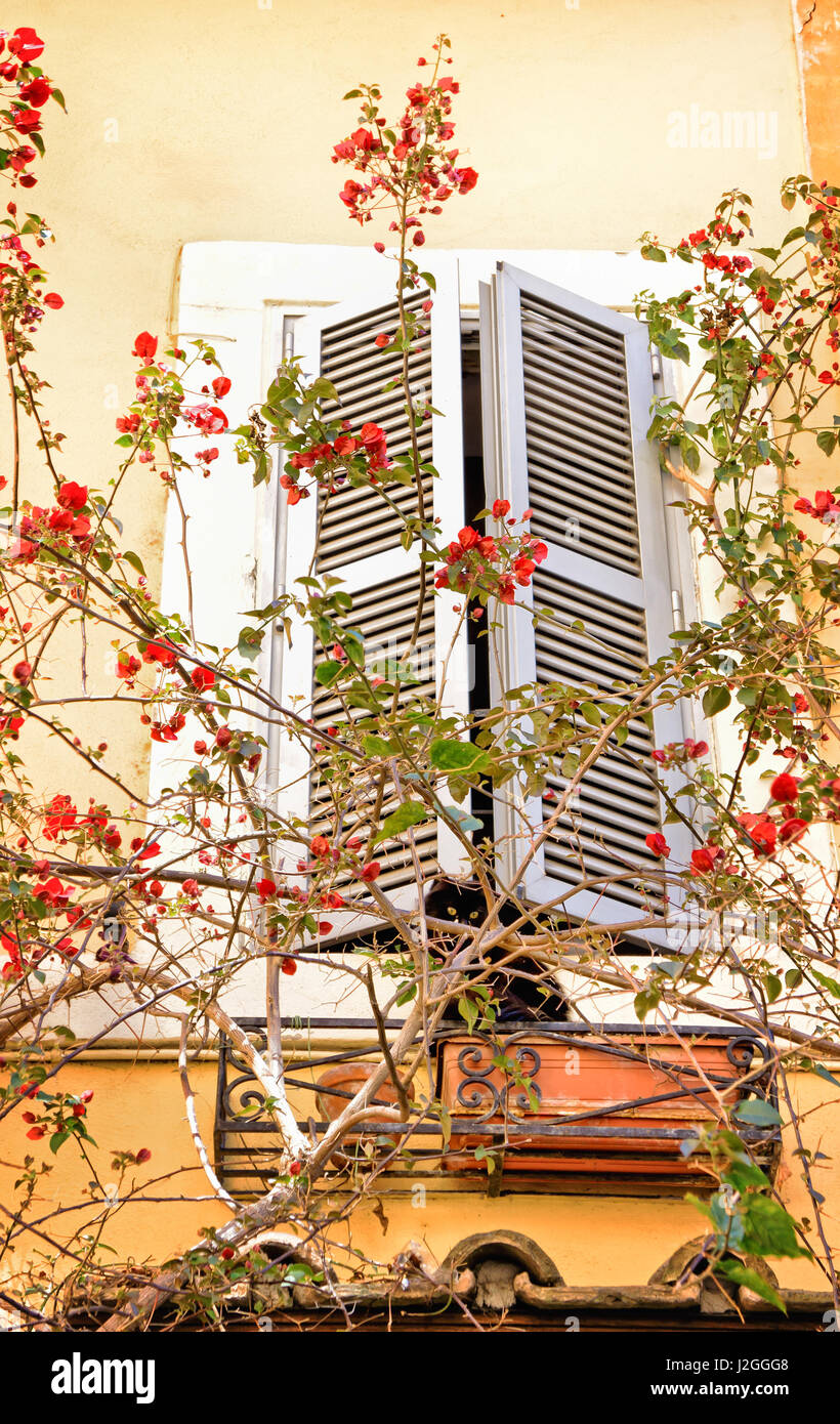 Traditional italian window with flowers and cat Stock Photo - Alamy