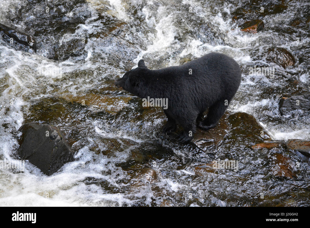 The traitors usa hi-res stock photography and images - Alamy