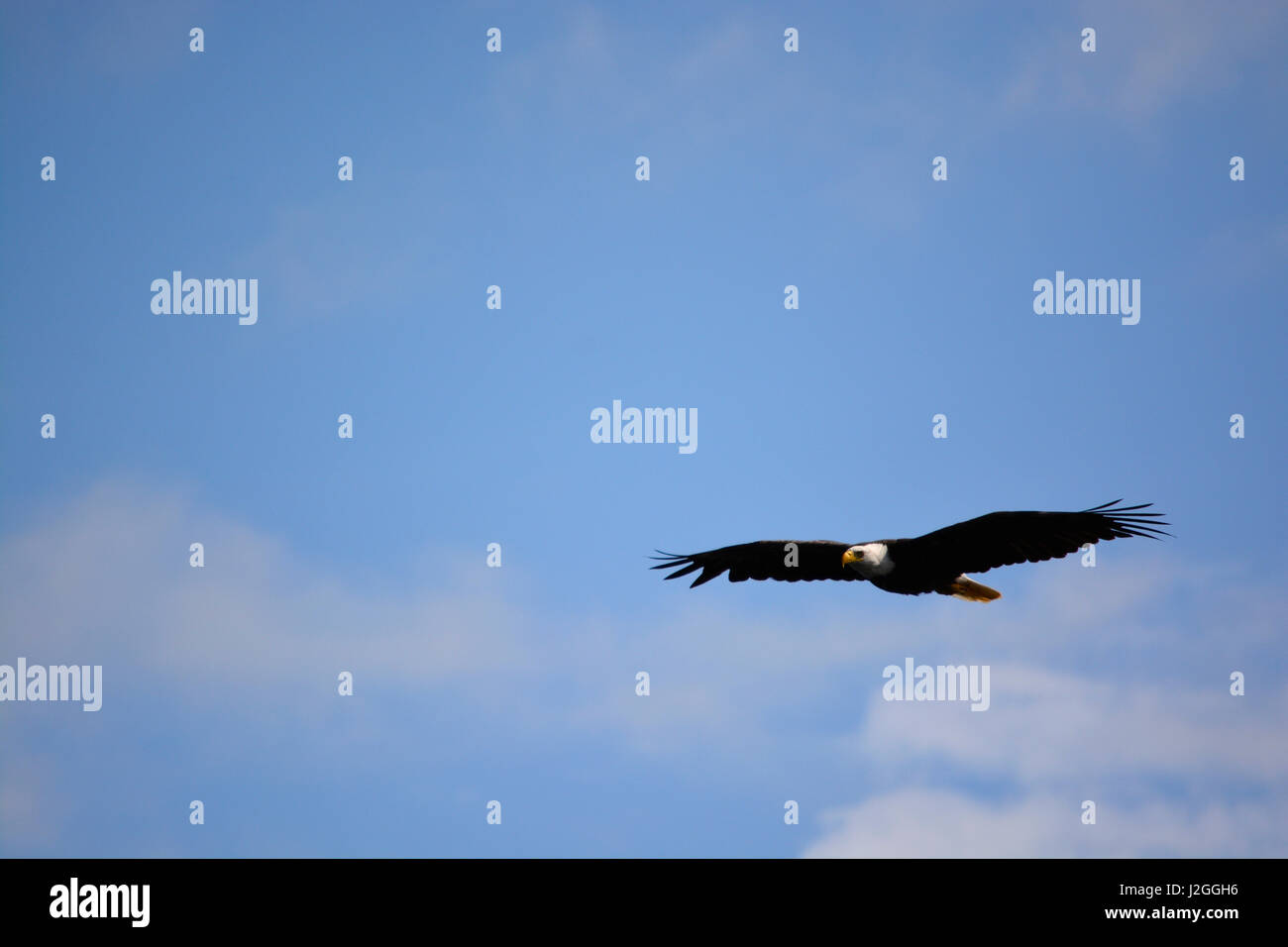 USA, Alaska, Southeast, Ketchikan, Bald Eagle Stock Photo - Alamy