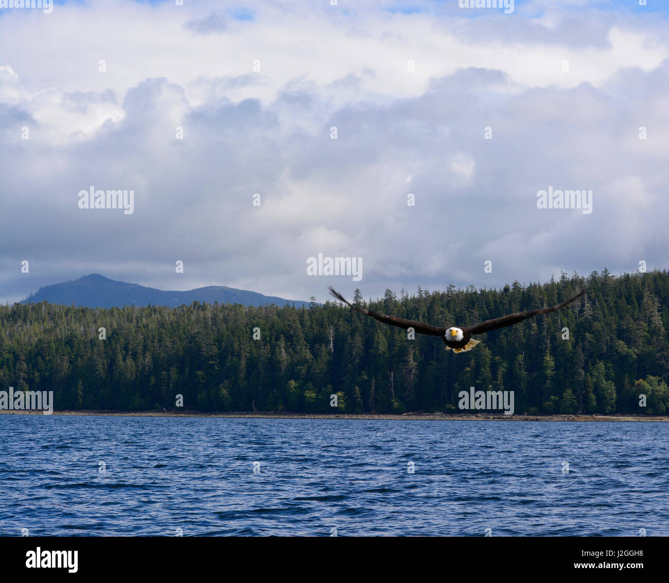 USA, Alaska, Southeast, Ketchikan, Bald Eagle Stock Photo - Alamy