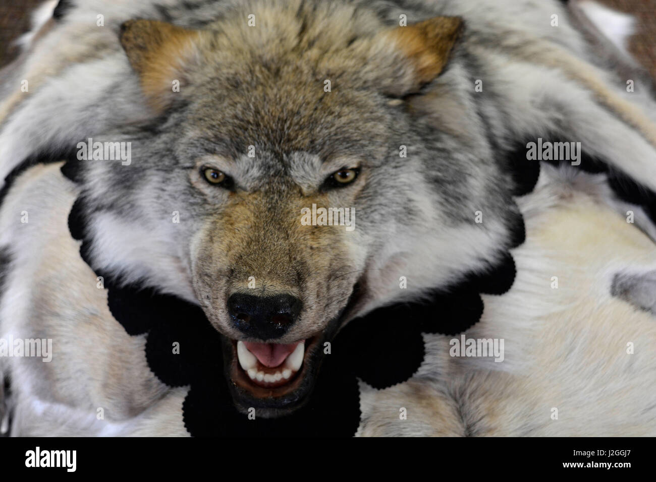 USA, Alaska, Ketchikan, Downtown summertime. Wolf skin Stock Photo - Alamy