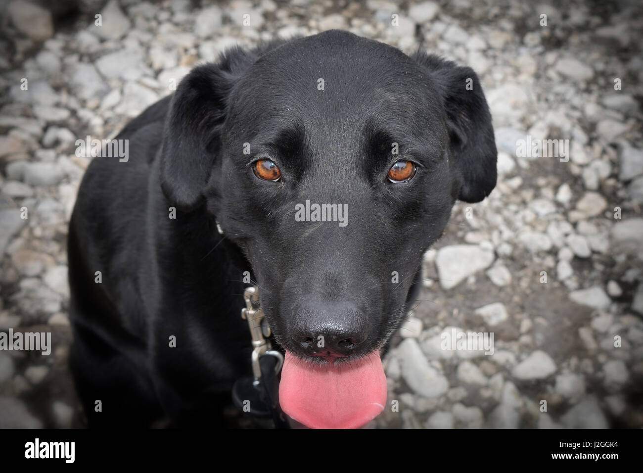 Black lab hi-res stock photography and images - Alamy