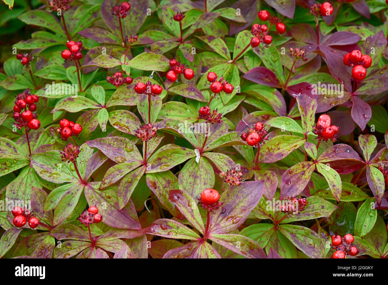 USA, Alaska, Hatchers Pass, Bunch Berry (Cornus Canadensis Stock Photo ...