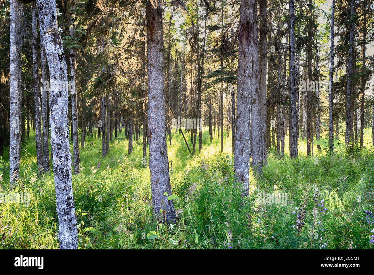 Kasilof High Resolution Stock Photography and Images - Alamy