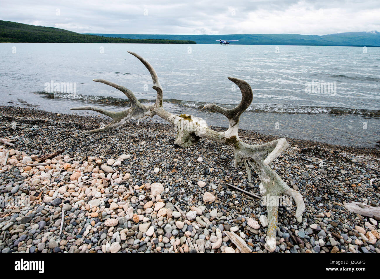 Antlers laying on a rocky beach as float plane leaves the peninsula ...