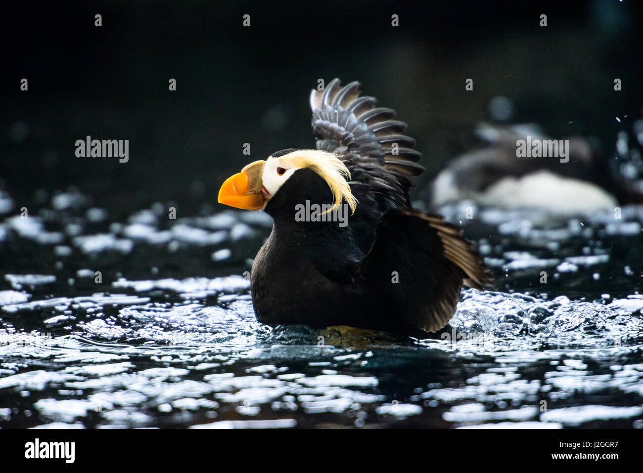 A Tufted Puffin shaking water off his wings after landing (Large format ...
