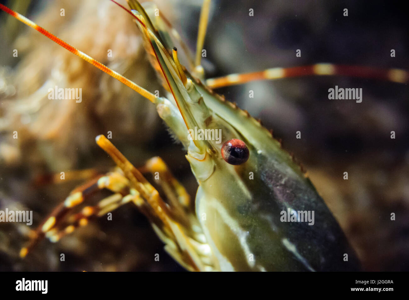 A side view of a shrimp in water, with antennae and eye Stock Photo - Alamy