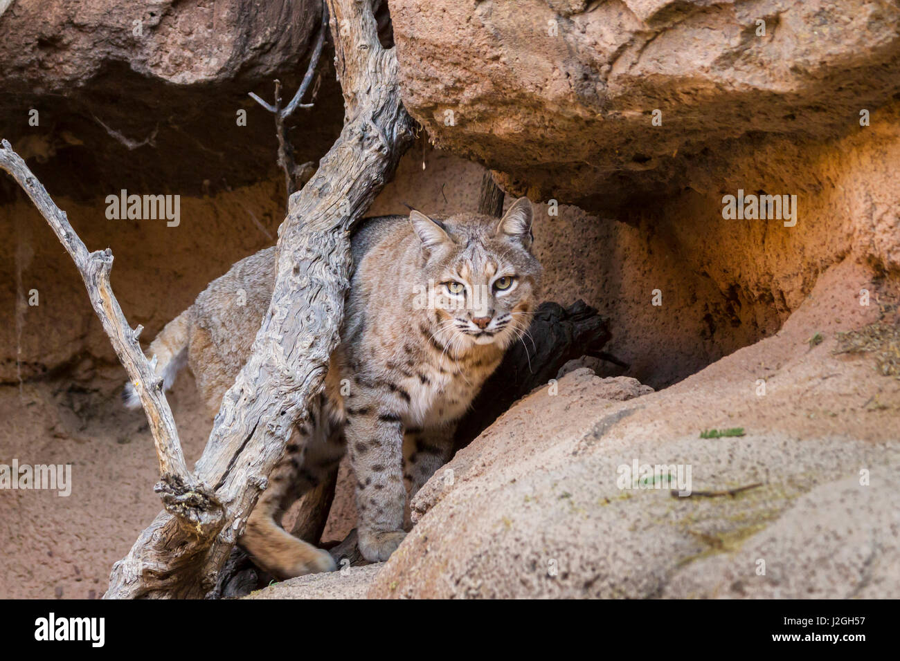 Bobcat cave hi-res stock photography and images - Alamy
