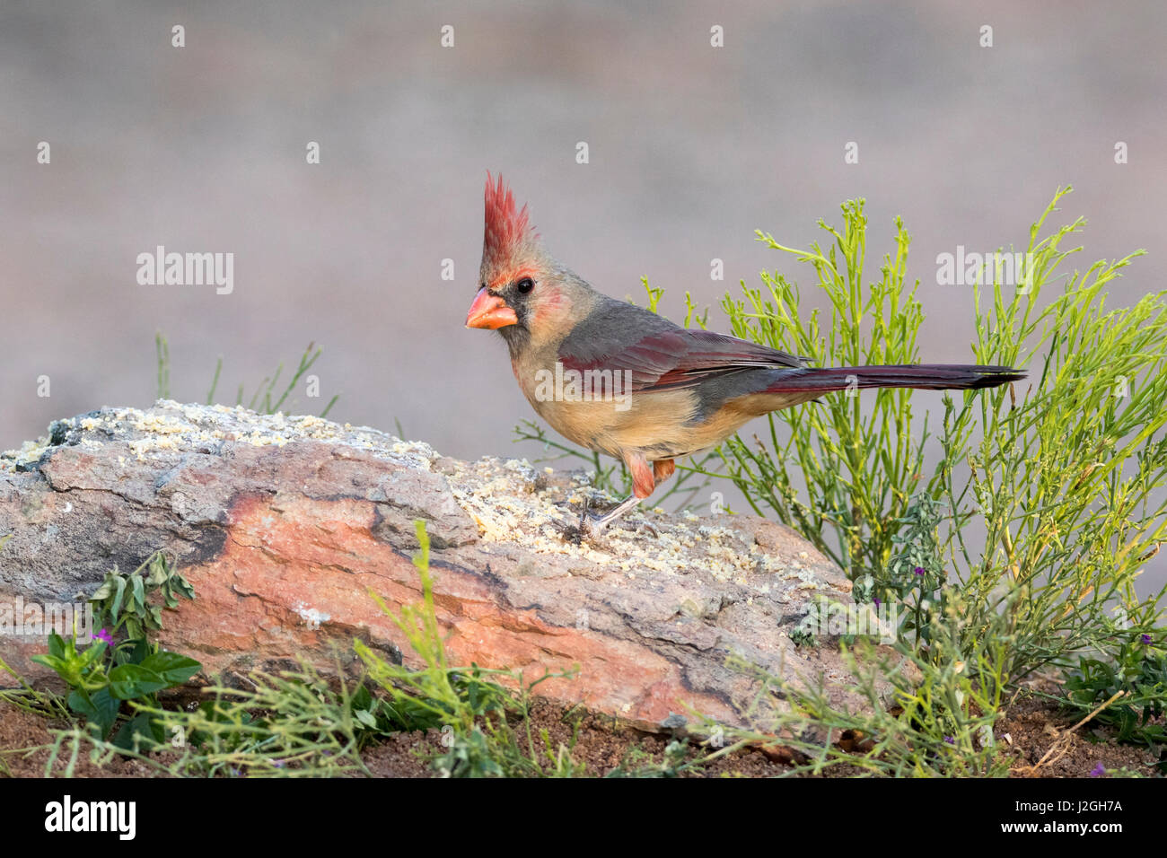 USA, Arizona, Amado. Female cardinal perched on rock. Credit as: Wendy ...