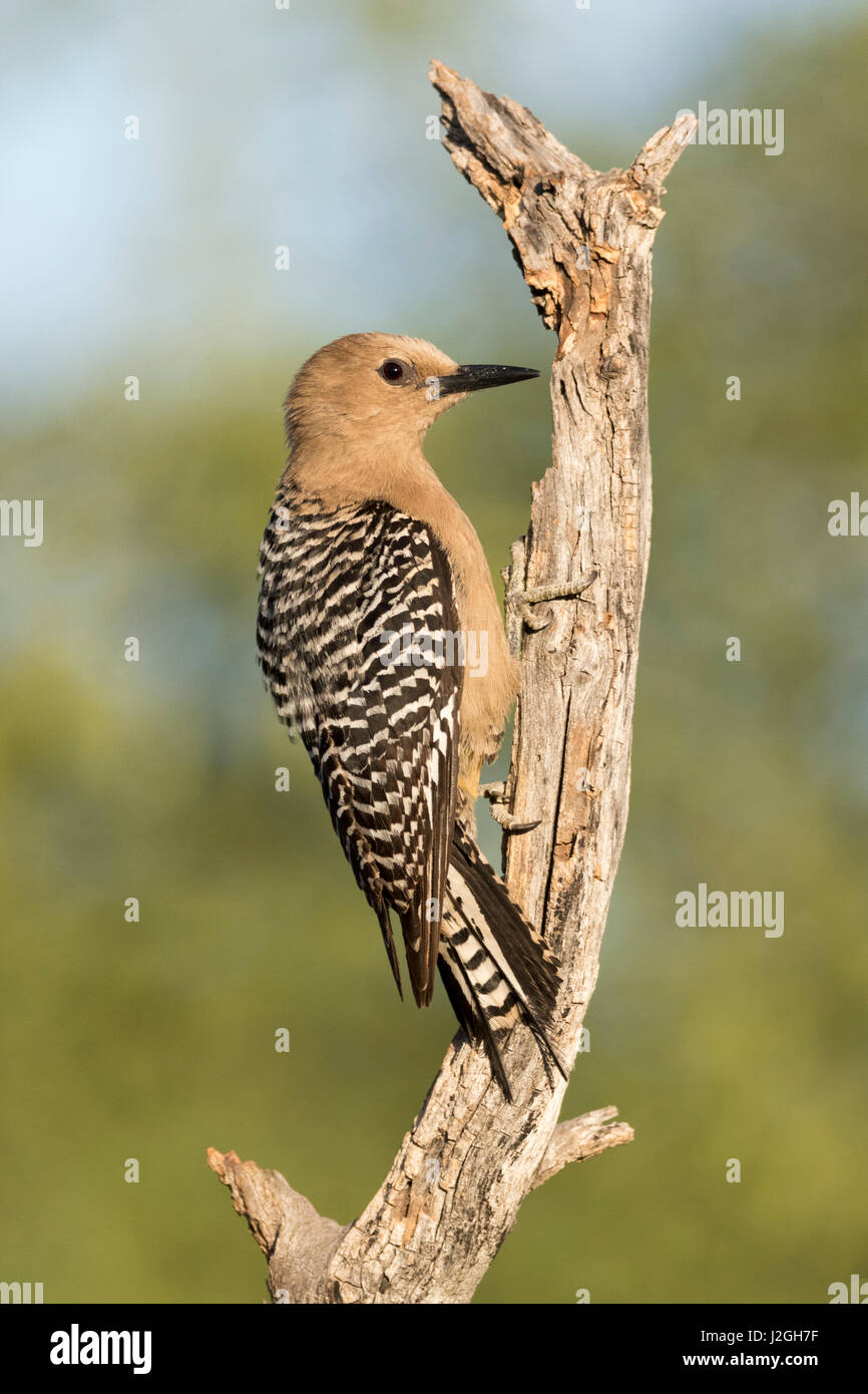 Amado female gila woodpecker hi-res stock photography and images - Alamy