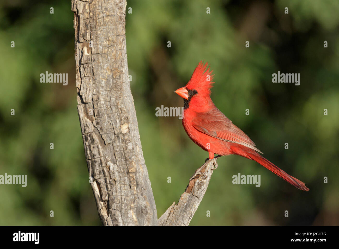 USA, Arizona, Amado. Male northern cardinal on dead tree. Credit as ...