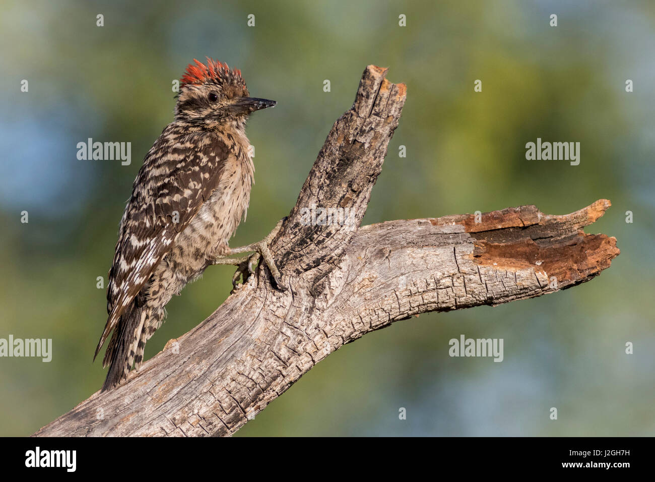 USA, Arizona, Amado. Ladder-backed woodpecker on tree trunk. Credit as ...