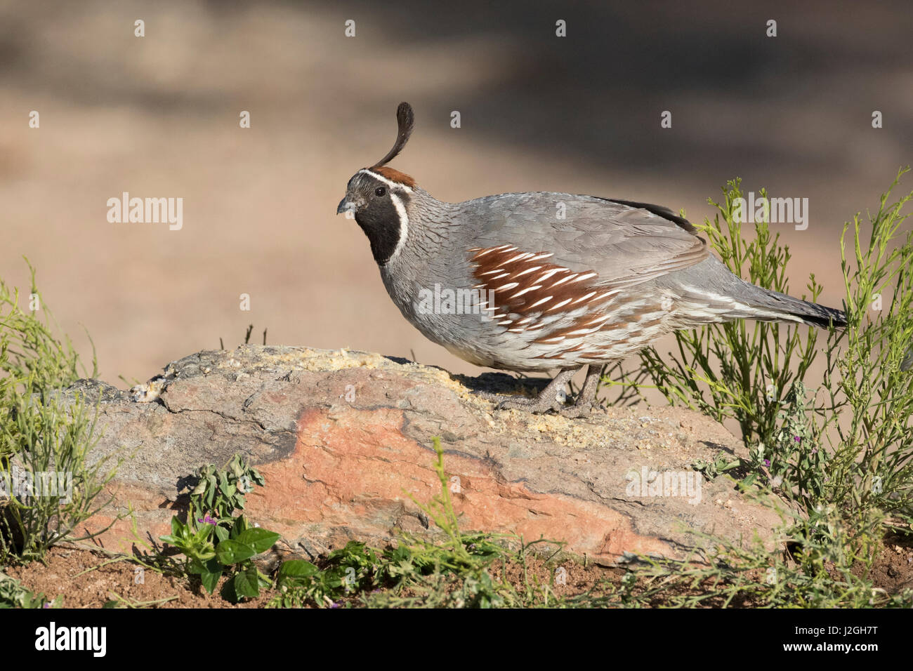 Gambels quail male perched hi-res stock photography and images - Alamy