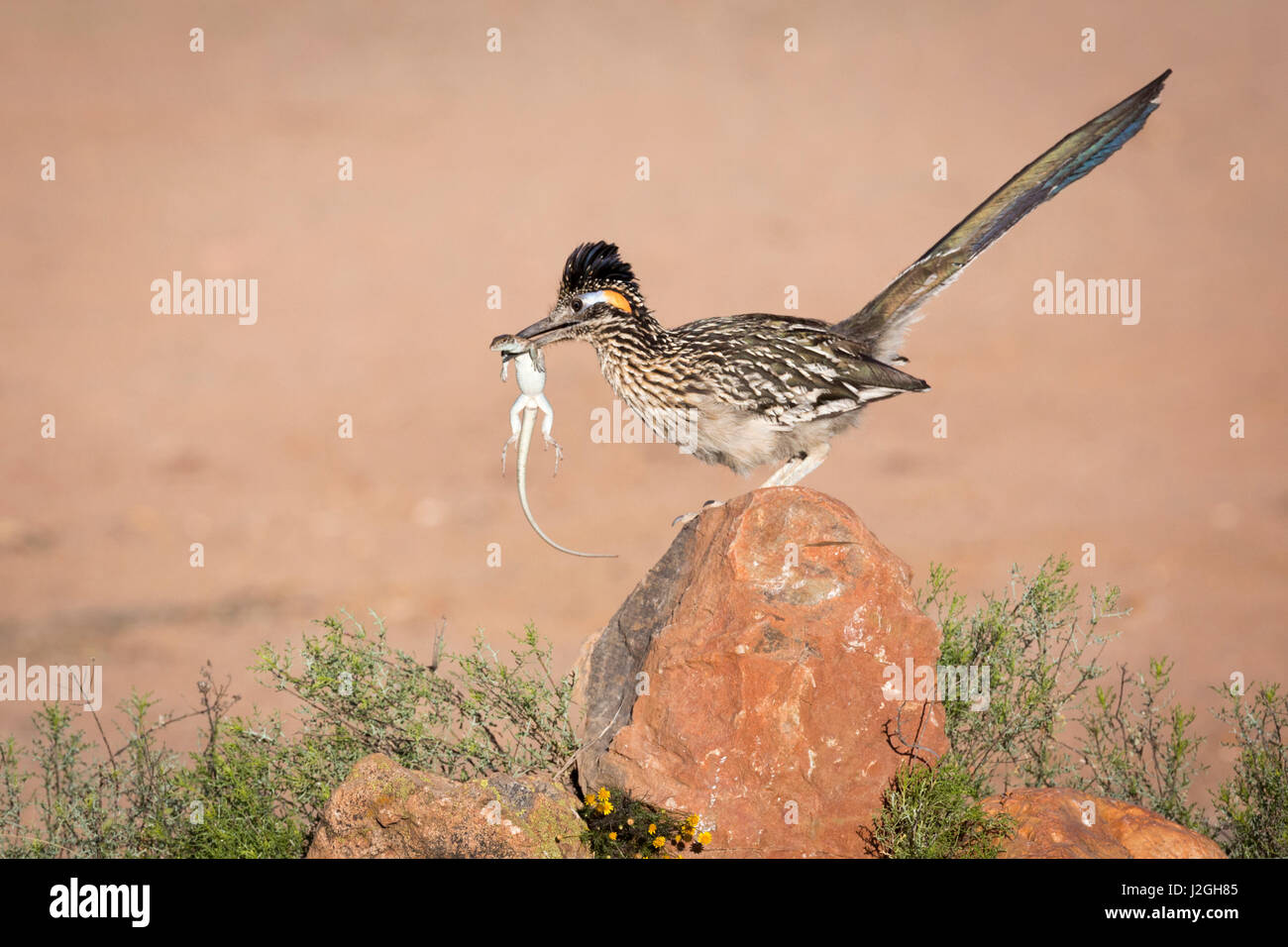 USA, Arizona, Santa Rita Mountains. A greater roadrunner on rock with ...