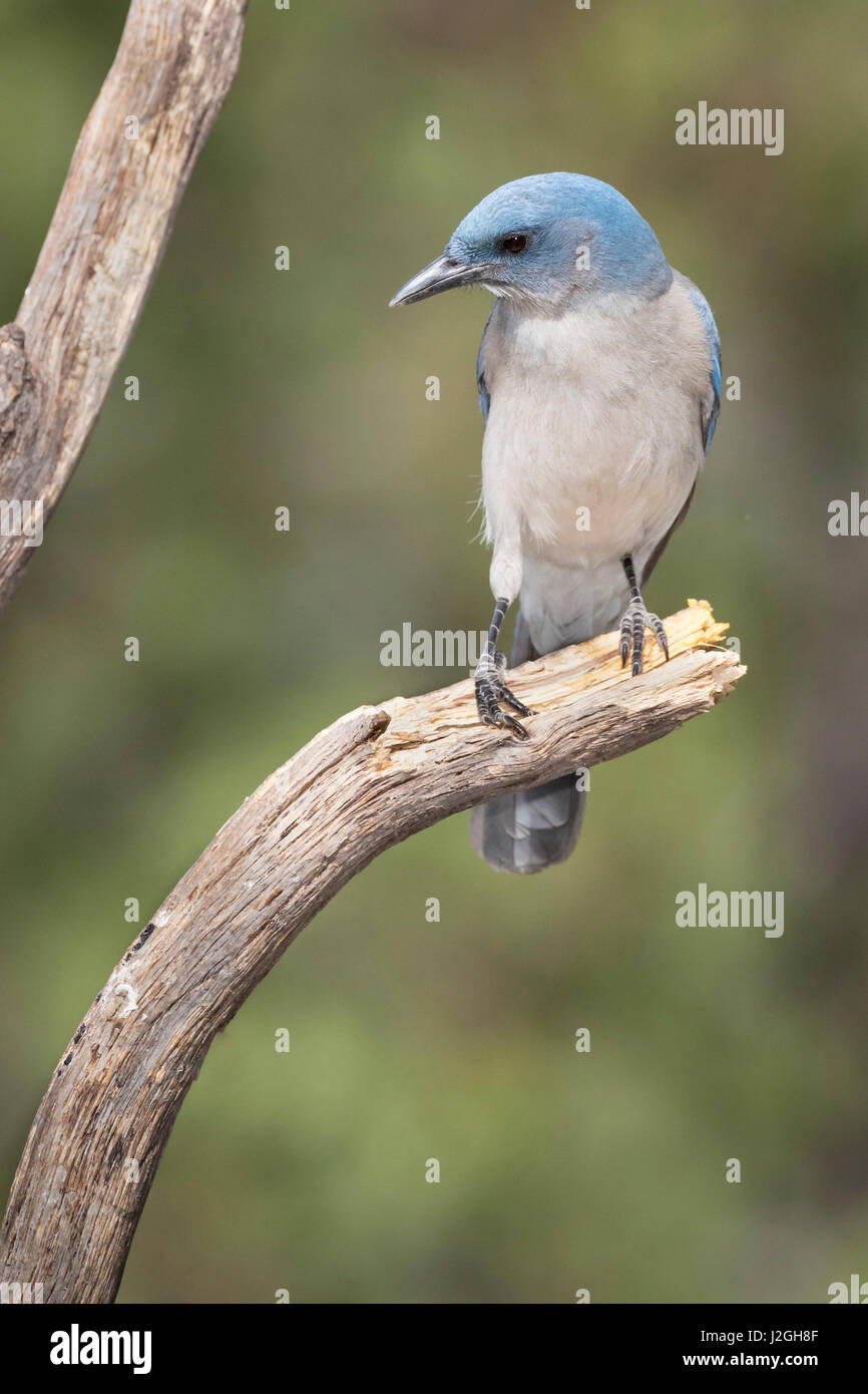 Mexican Blue Jay High Resolution Stock Photography and Images - Alamy