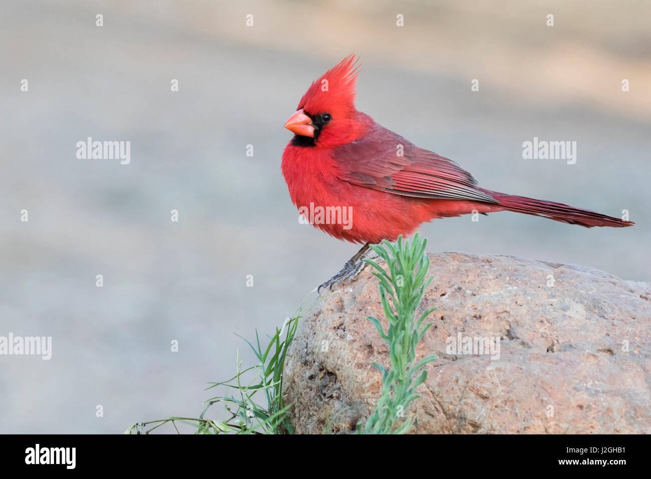 USA, Arizona, Amado. Male northern cardinal perched on rock. Credit as ...