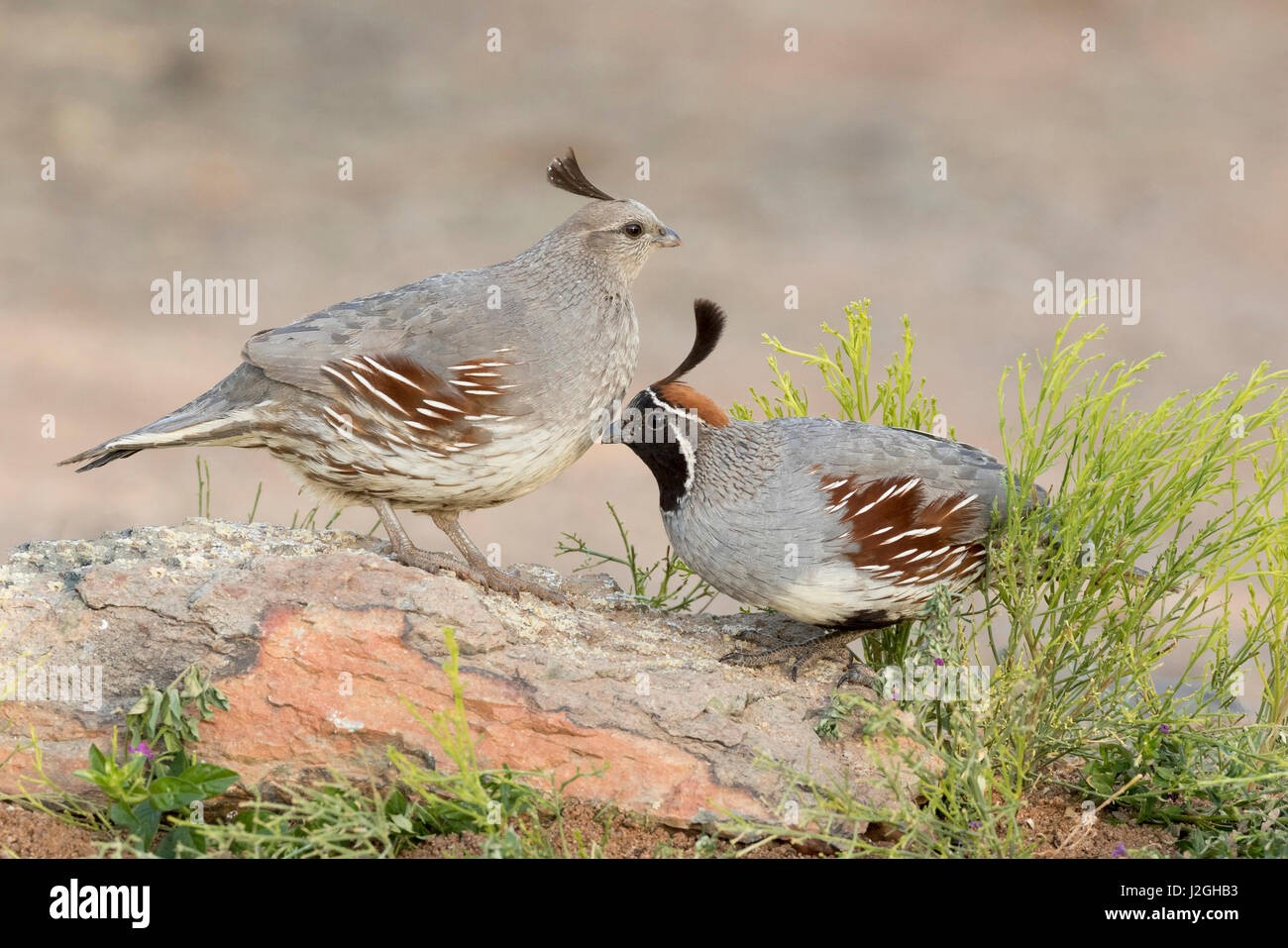 Gambels quail male perched hi-res stock photography and images - Alamy