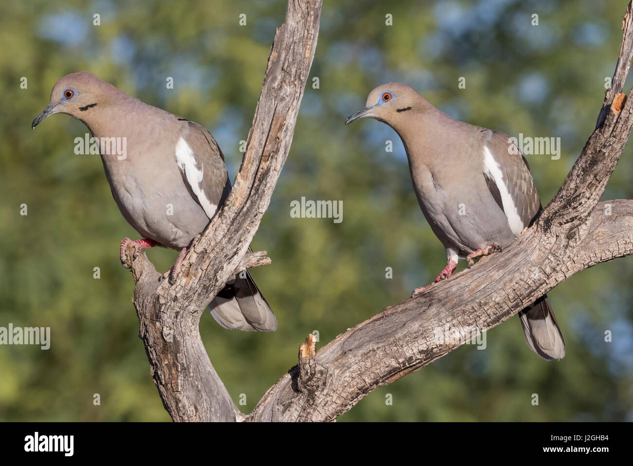 Amado pair white winged doves hi-res stock photography and images - Alamy
