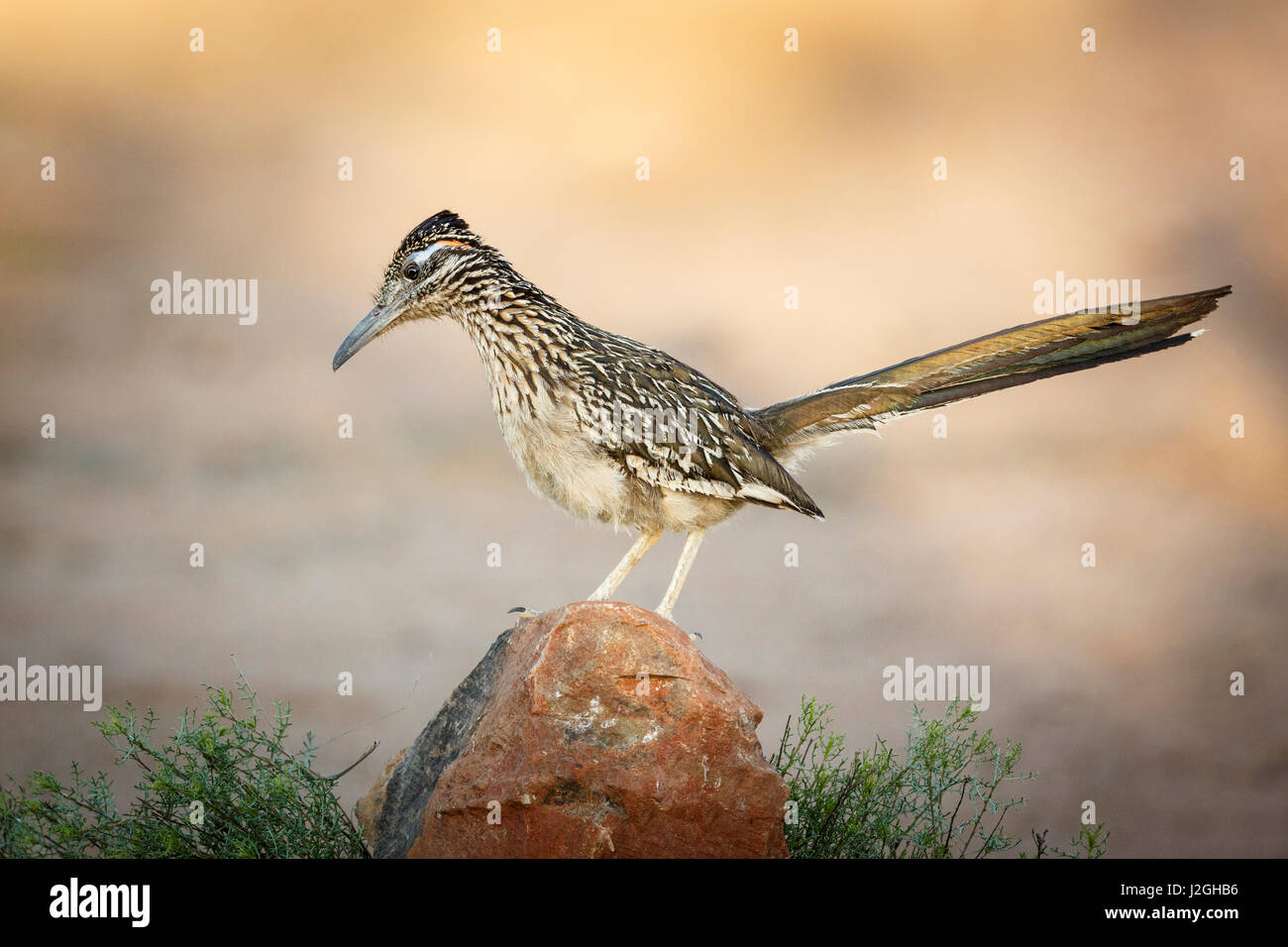 USA, Arizona, Santa Rita Mountains. A greater roadrunner on rock ...