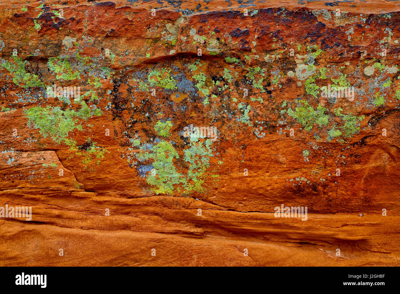 Lichen on Red Rock formations near Flagstaff, Arizona Credit as: Jean ...