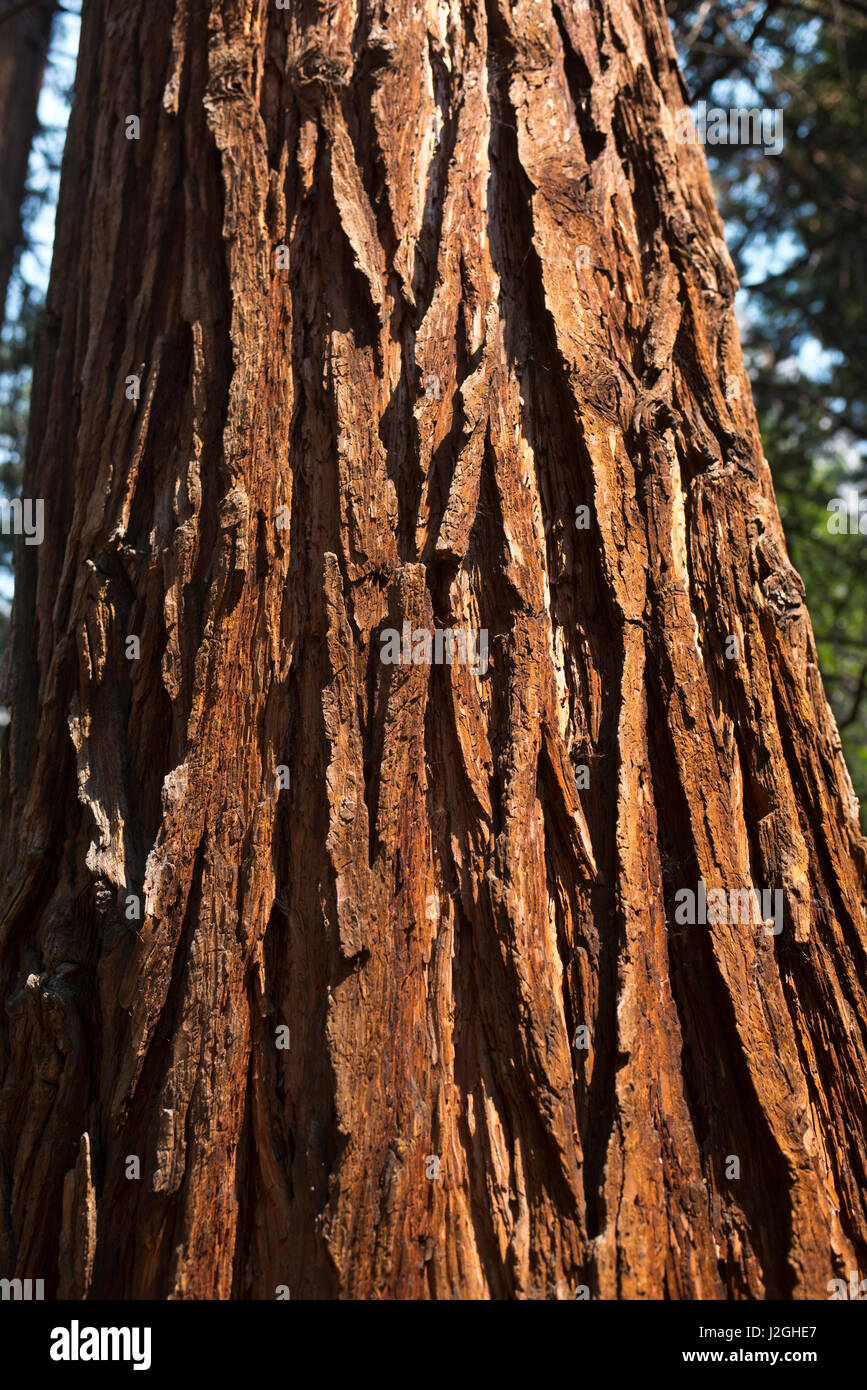 USA, California, Yosemite National Park, Yosemite Falls trail Giant ...