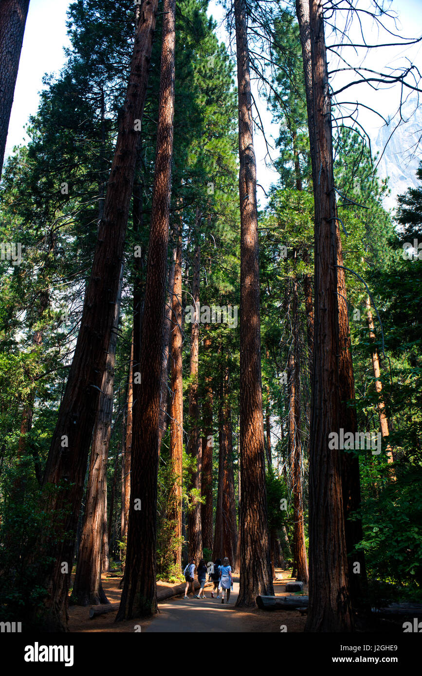 USA, California, Yosemite National Park, Yosemite Falls trail (Large ...