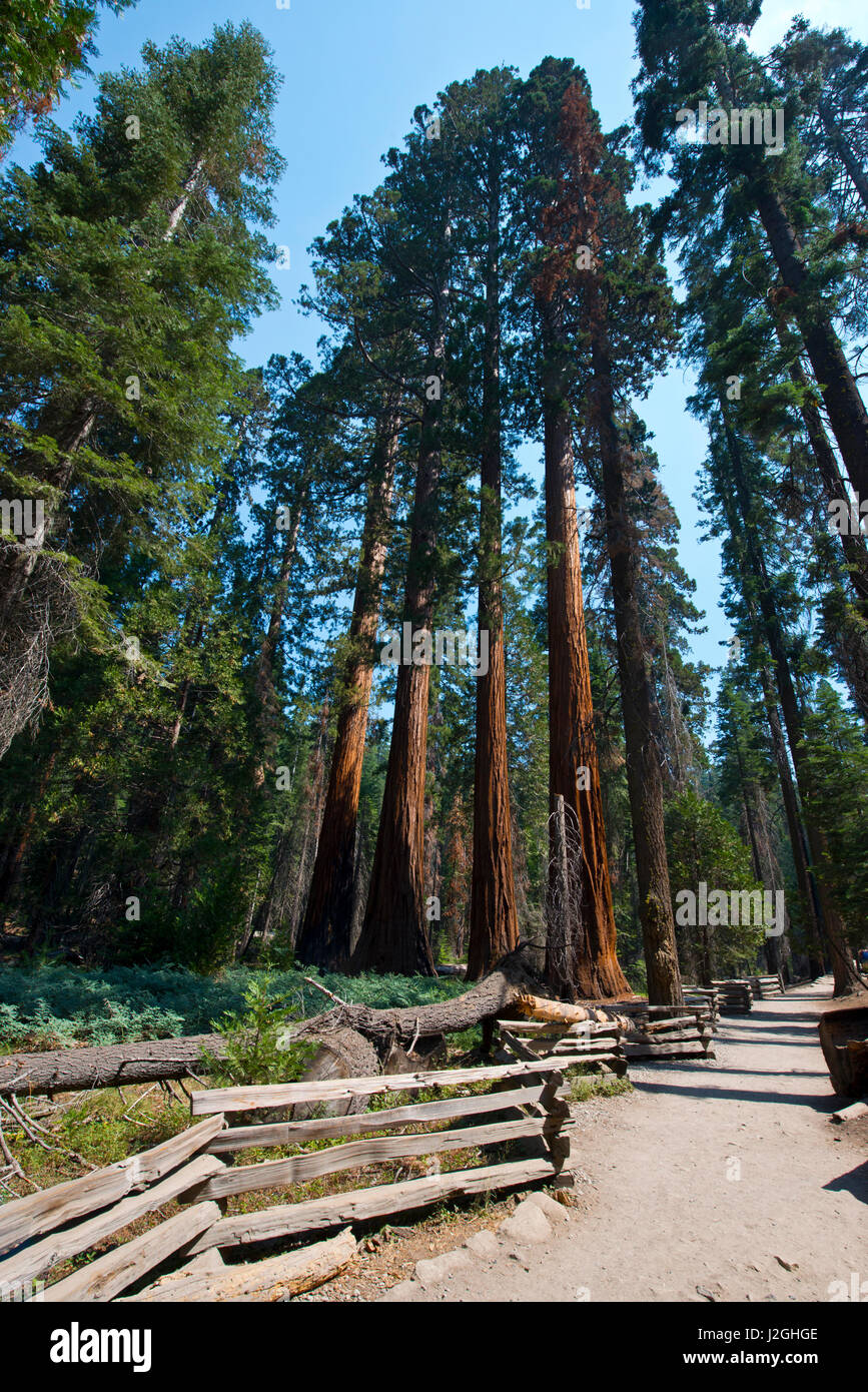 USA, California, Sequoia, Kings Canyon National Park, Grant Grove ...
