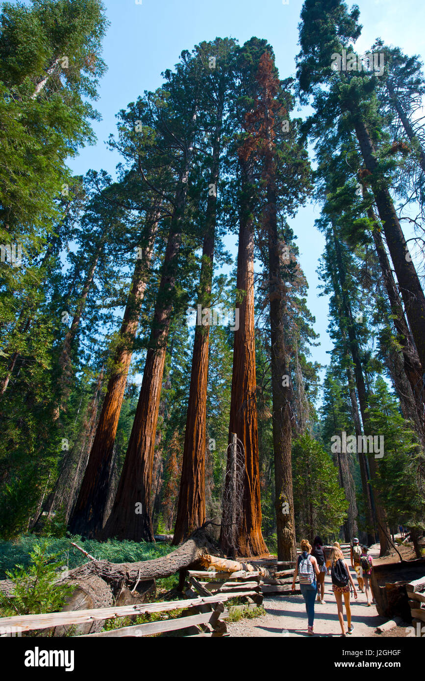 USA, California, Sequoia, Kings Canyon National Park, Grant Grove ...
