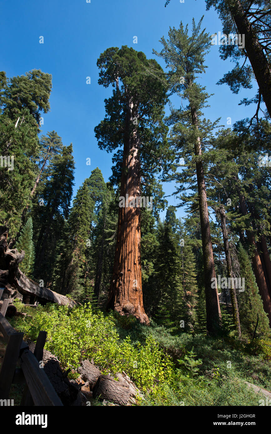 USA, California, Sequoia, Kings Canyon National Park, Grant Grove ...