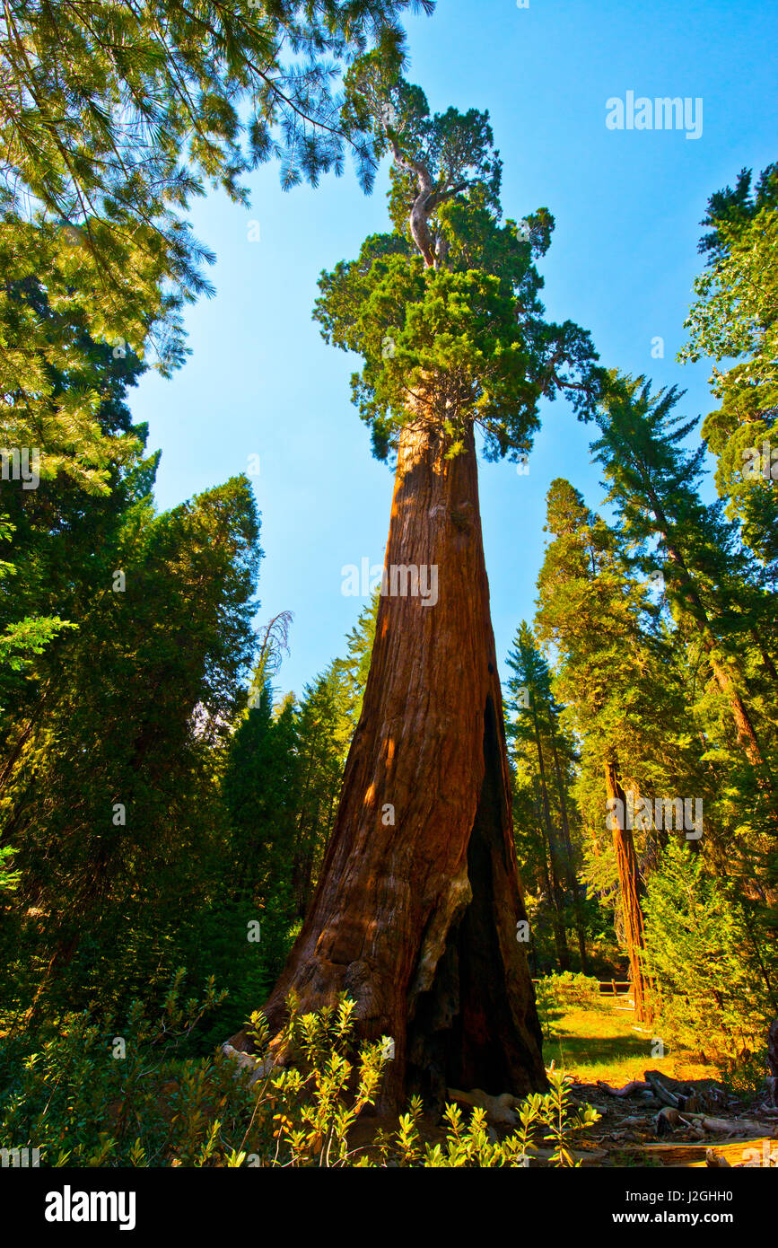 USA, California, Sequoia, Kings Canyon National Park, Grant Grove ...