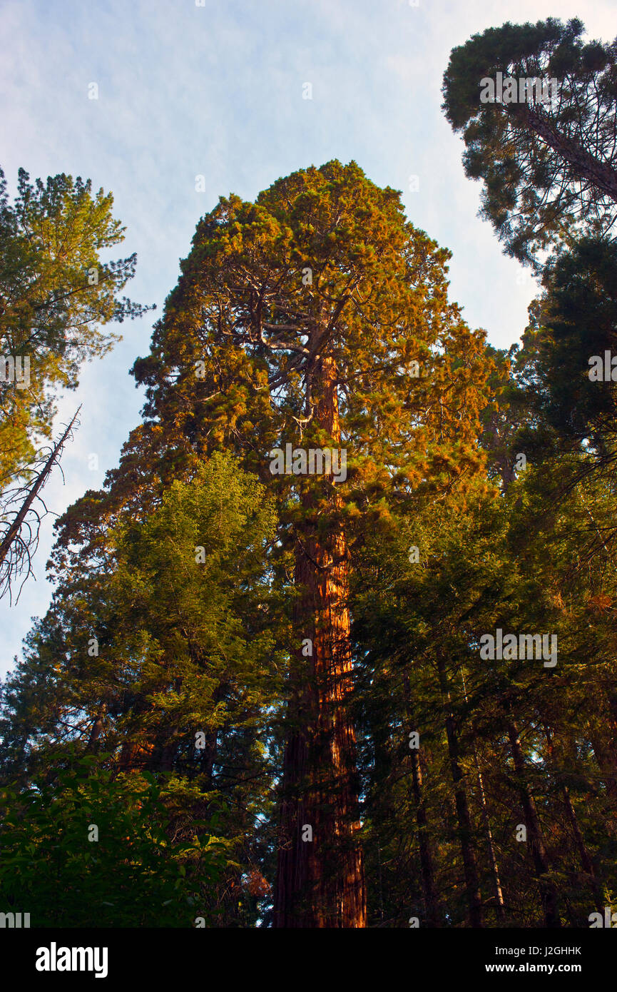 USA, California, Sequoia, Kings Canyon National Park, General Sherman ...