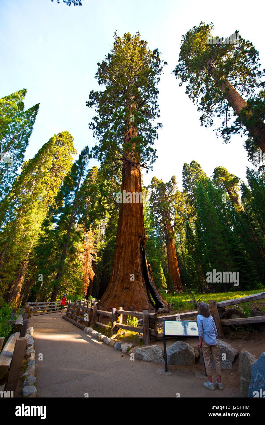 USA, California, Sequoia, Kings Canyon National Park, General Sherman ...
