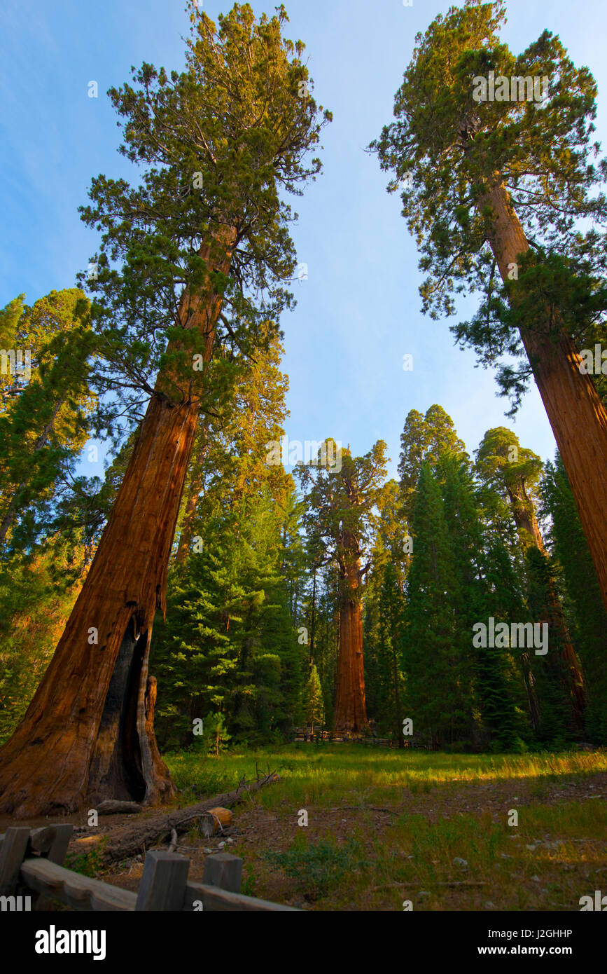 USA, California, Sequoia, Kings Canyon National Park, General Sherman ...