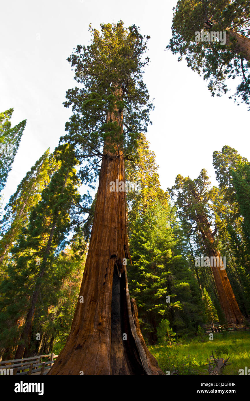 USA, California, Sequoia, Kings Canyon National Park, General Sherman ...