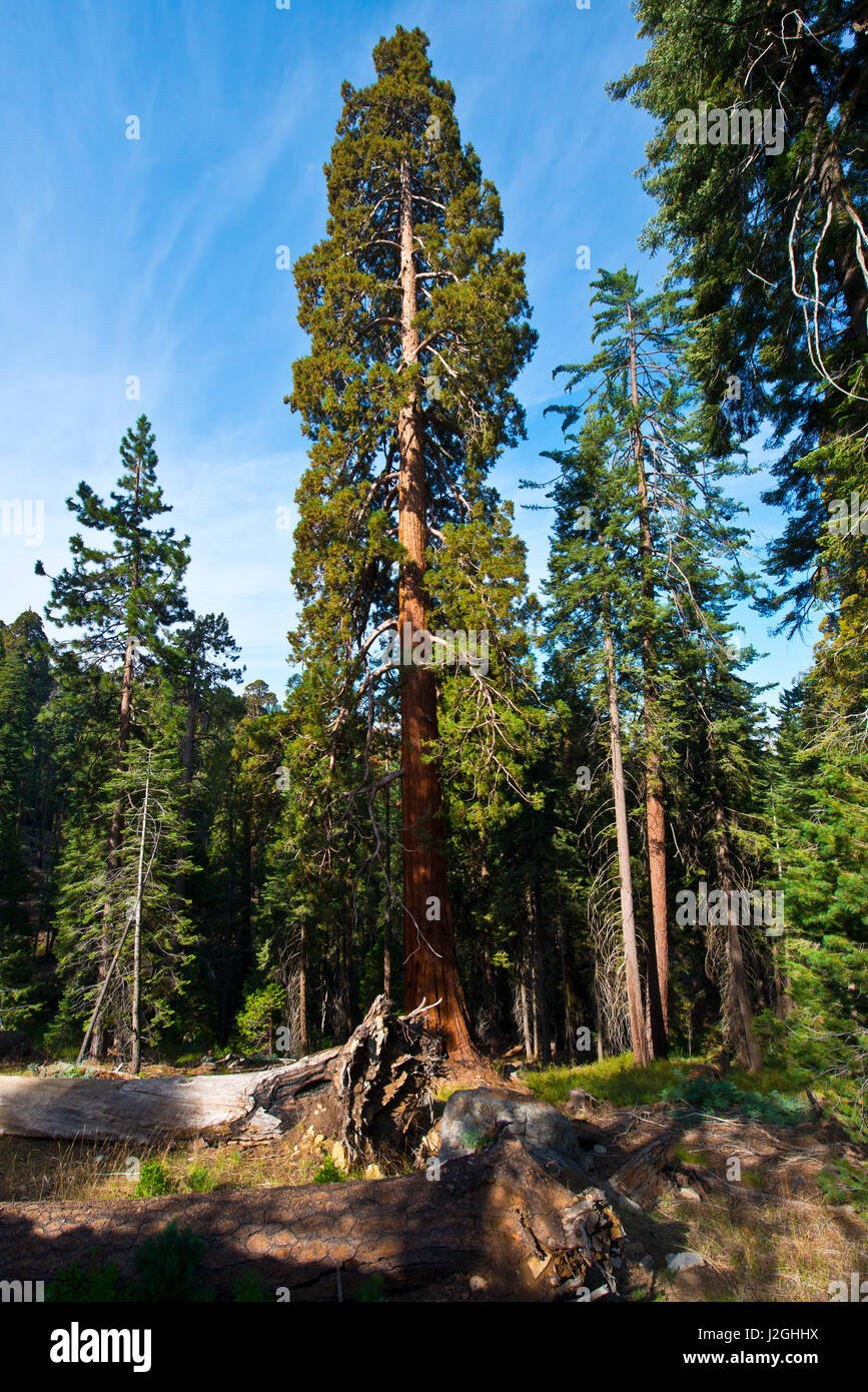 USA, California, Sequoia, Kings Canyon National Park, Giant Sequoia ...