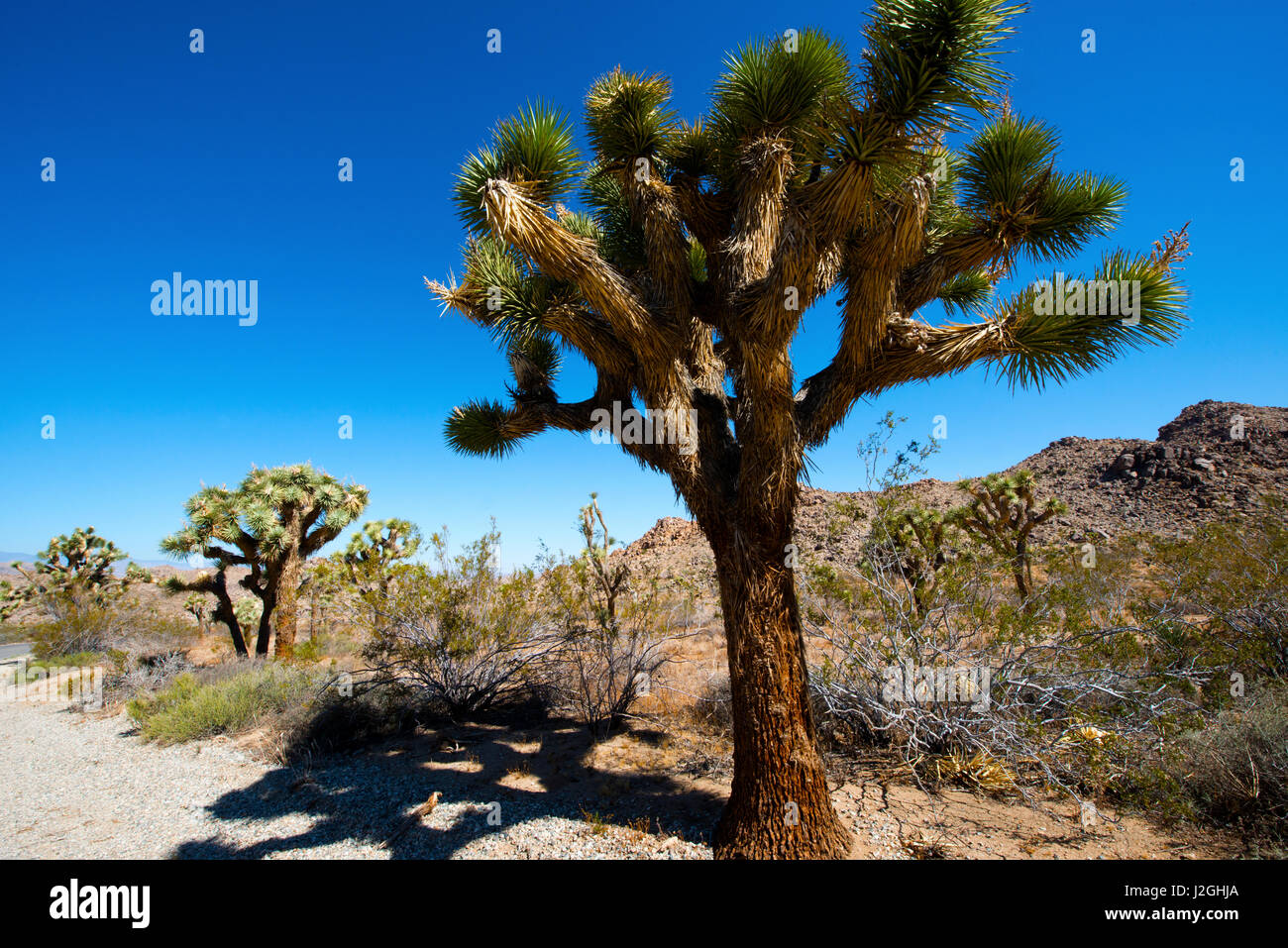 USA, California, Joshua Tree National Park, Single Joshua Tree (Large ...