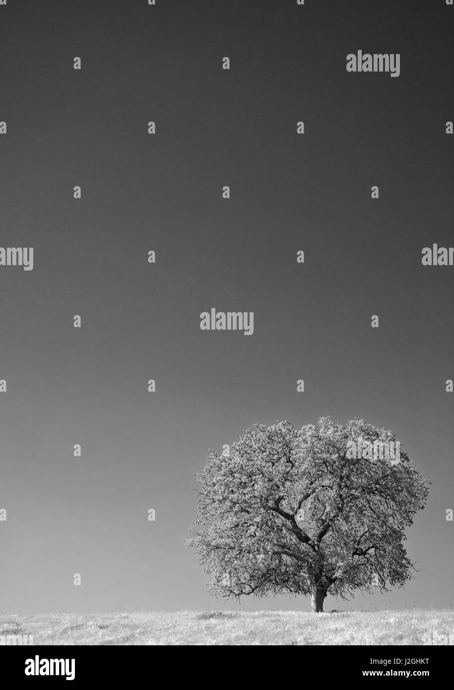 USA, California. Lone oak tree in the Sierra Nevada foothills. Credit ...