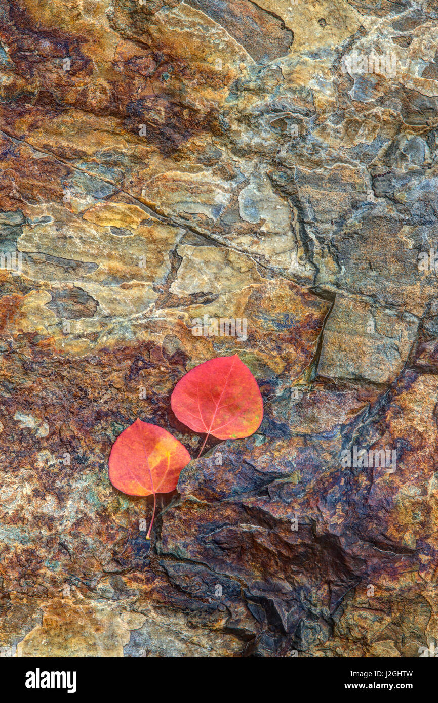USA, California, June Lake. Aspen leaves on rocky ledge. Credit as ...