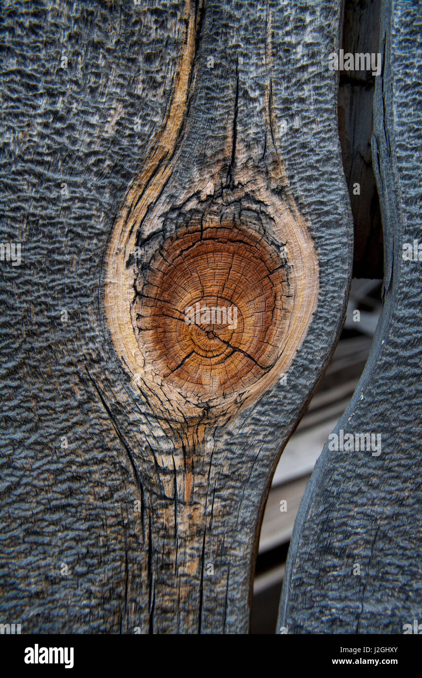 USA, California, Bodie State Park. Weathered tree knot. Credit as ...