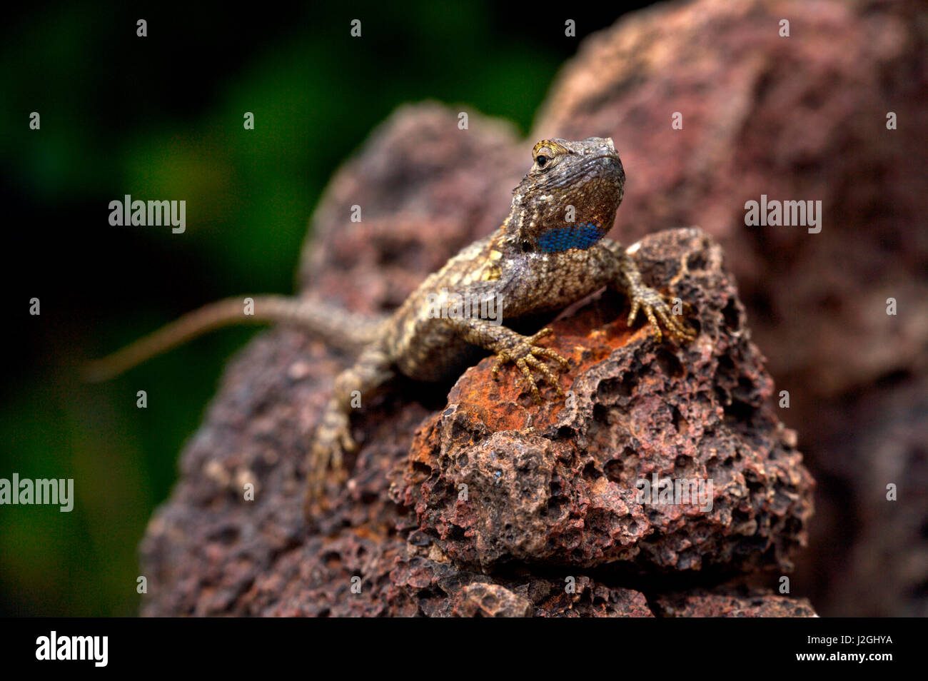 USA, California. Blue belly lizard on rock. Credit as: Christopher ...
