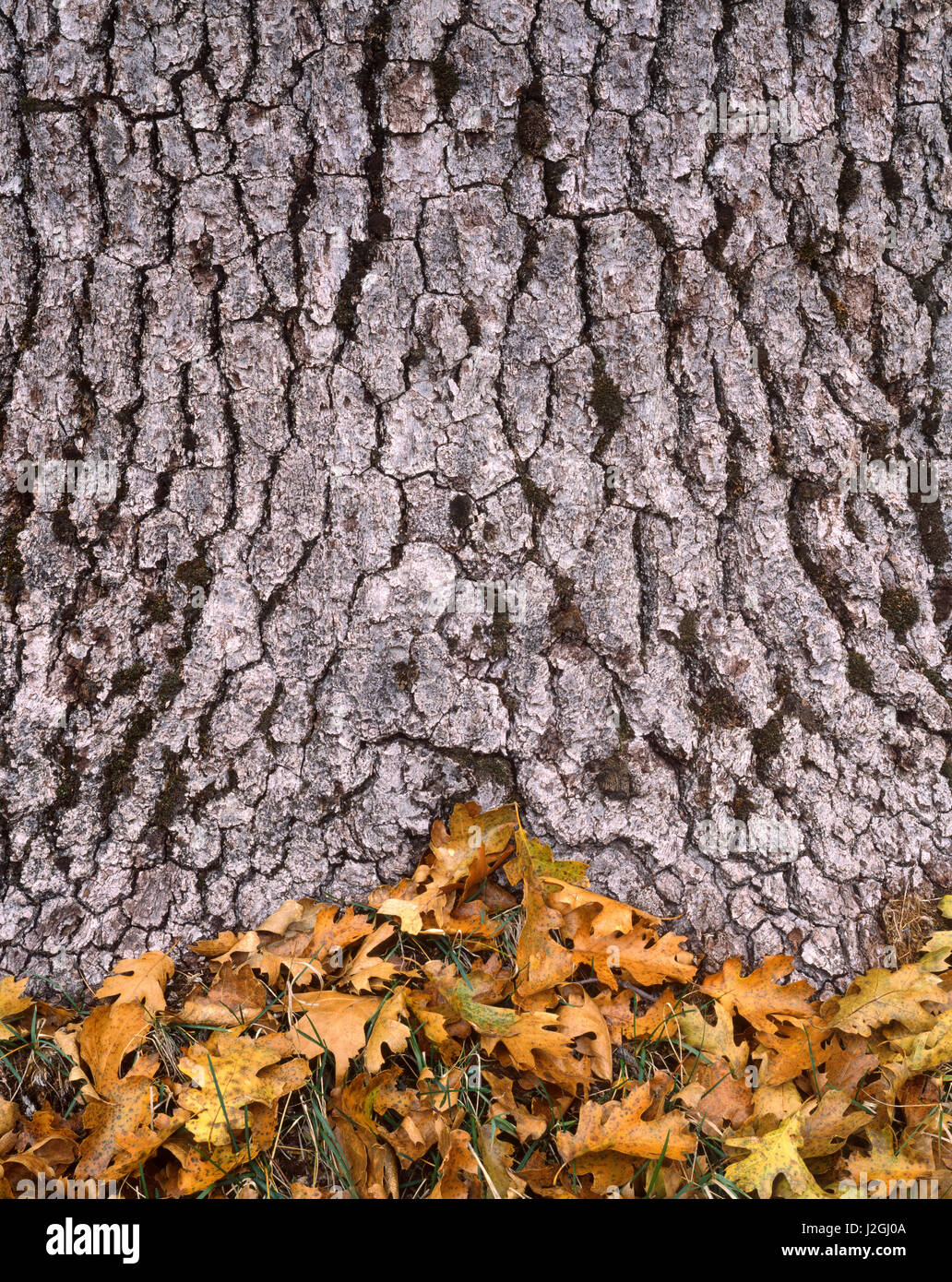Black oak tree hi-res stock photography and images - Alamy