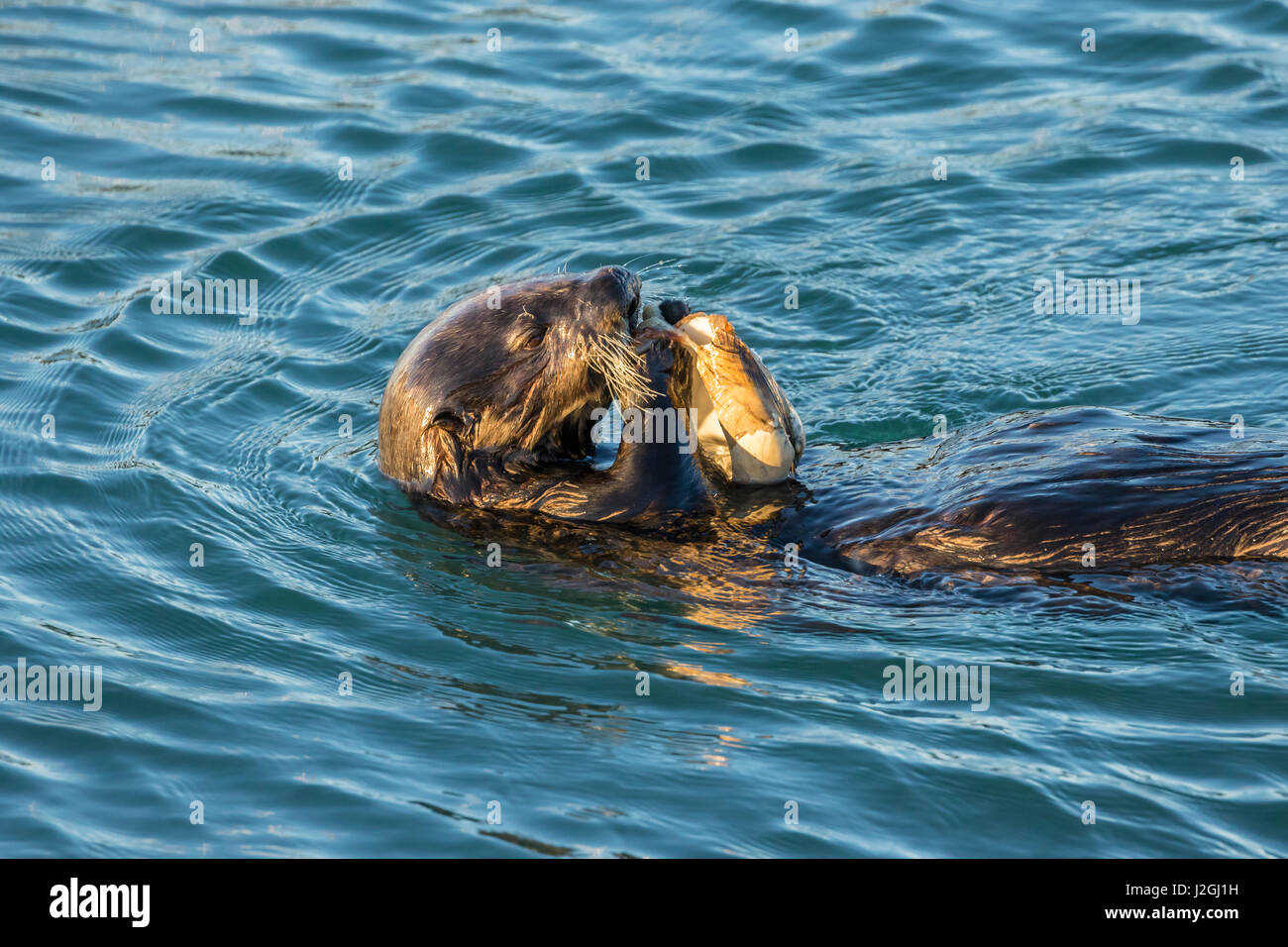 USA, California, Morro Bay. Sea otter eating clam. Credit as: Cathy ...