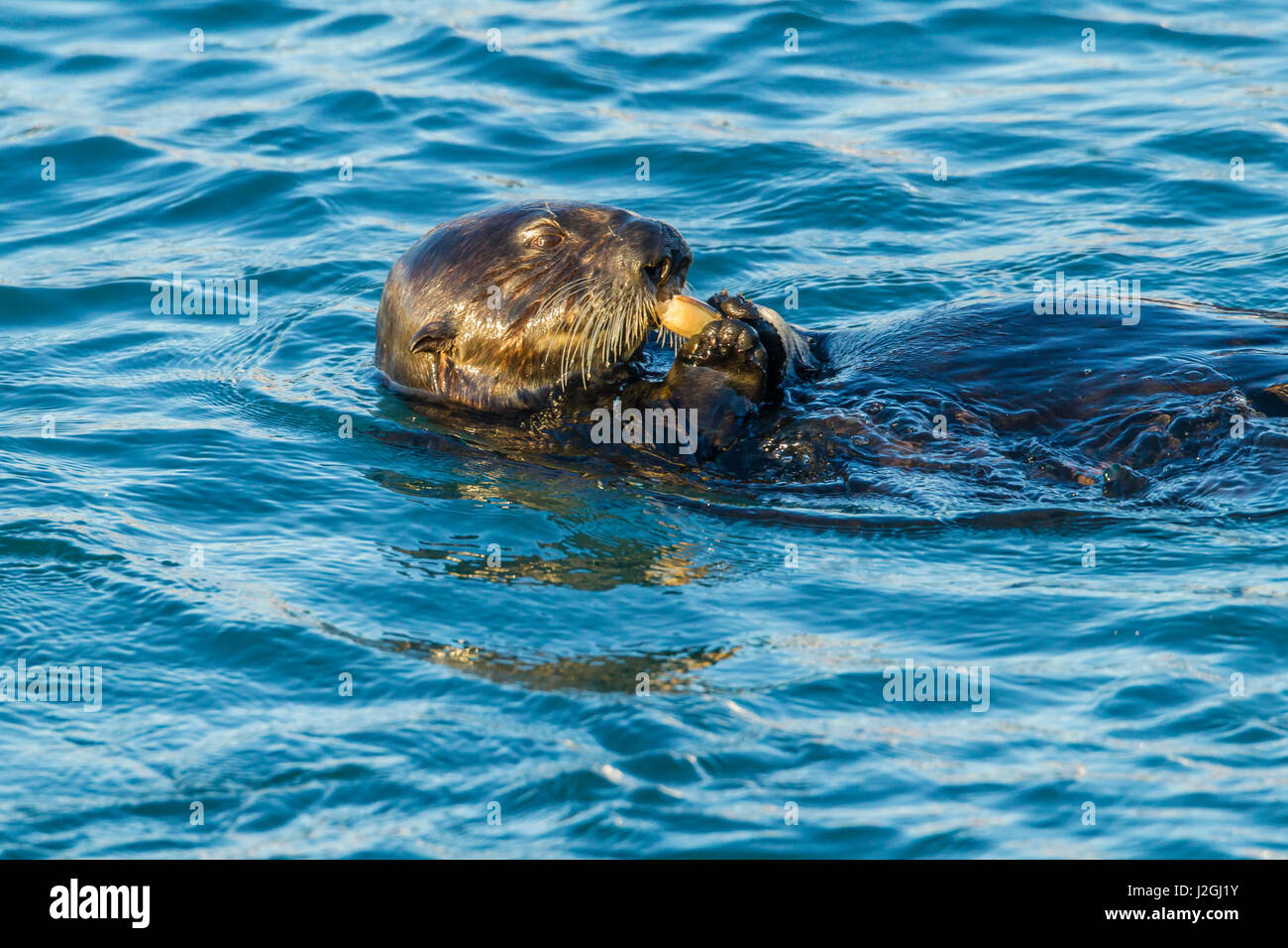 Sea otter clam hi-res stock photography and images - Alamy