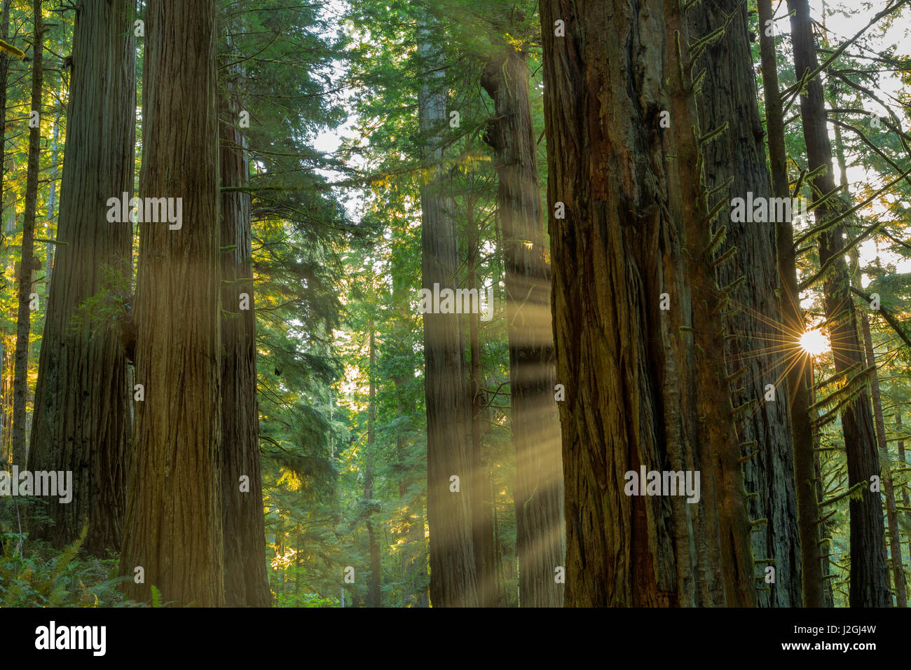 Giant redwood forest in Jedediah Smith State Park and Redwoods National ...