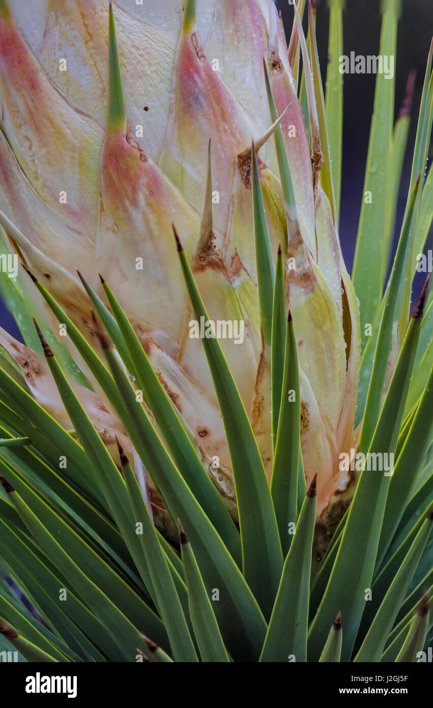 Joshua Tree flowering in spring in Joshua Tree National Park ...