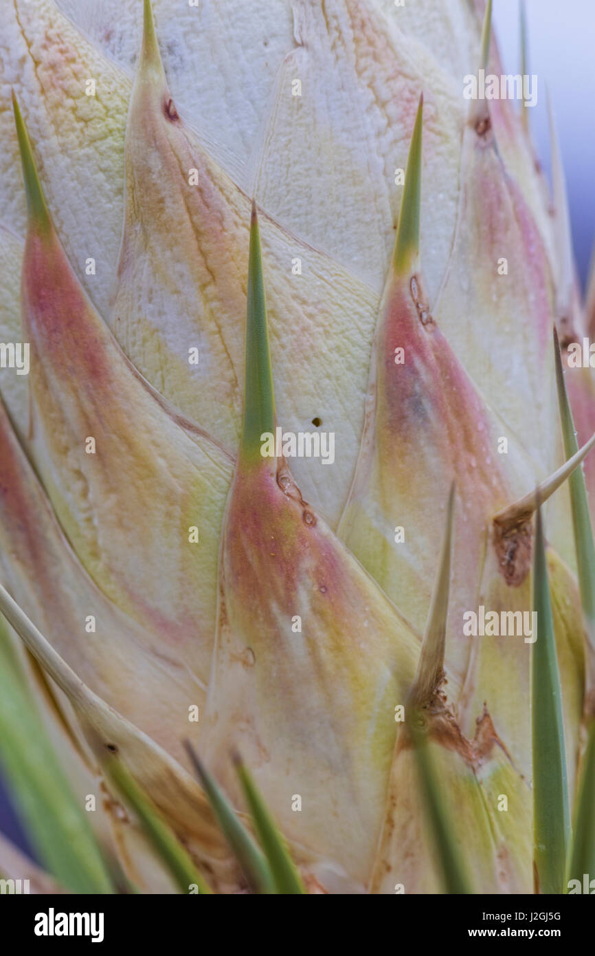 Joshua Tree flowering in spring in Joshua Tree National Park ...