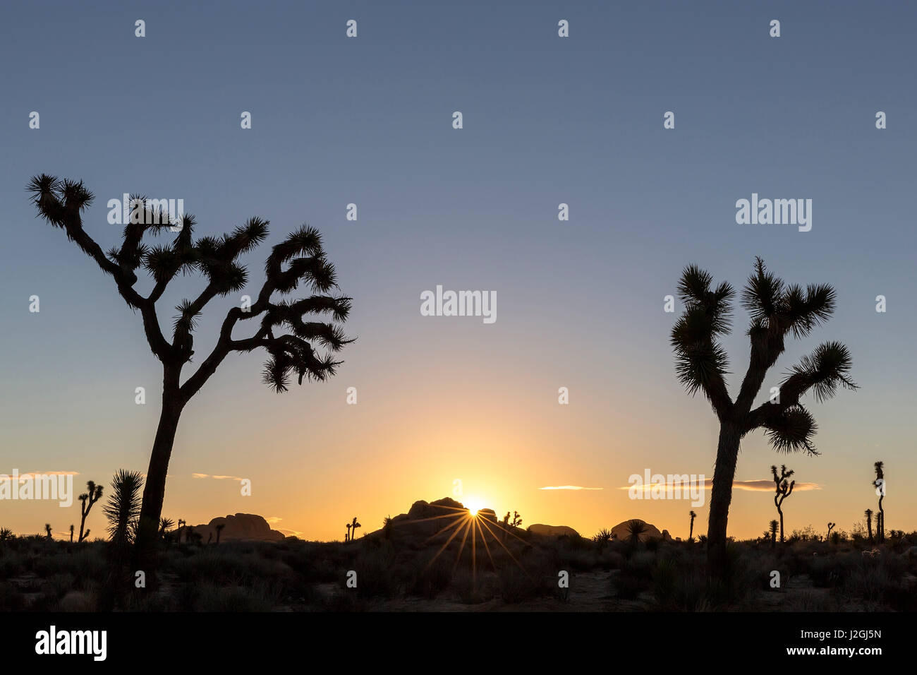 Joshua Trees in sunset light in Joshua Tree National Park, California ...